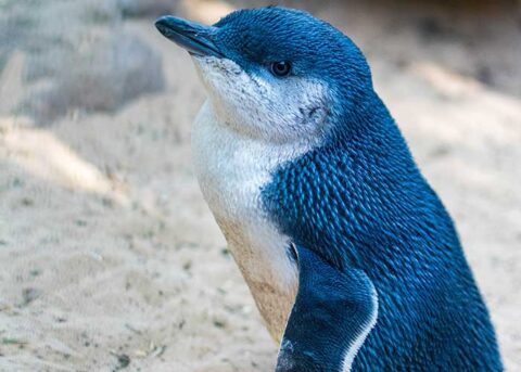 25 Best Things To Do On Kangaroo Island